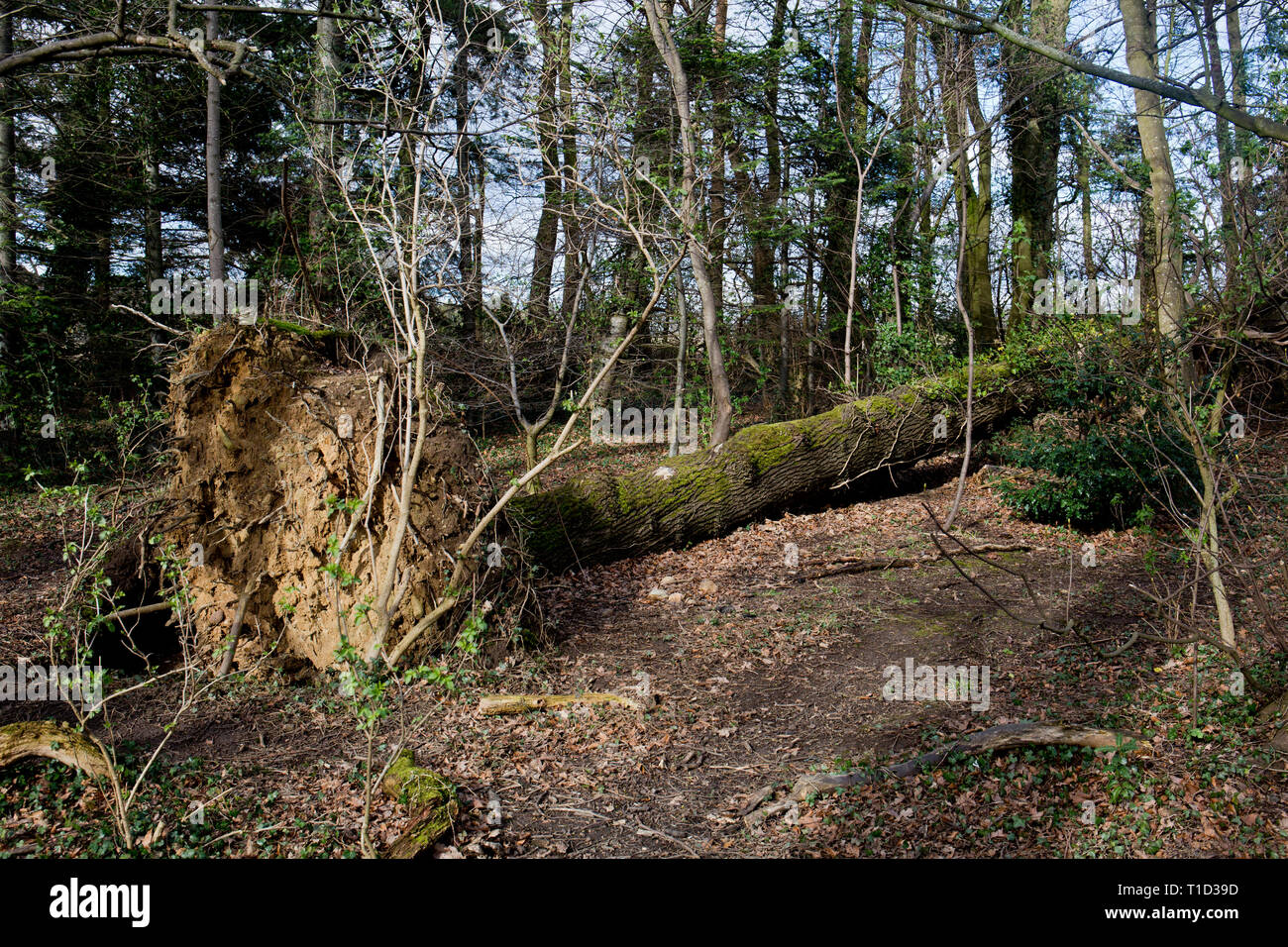 Damage to woodland hi-res stock photography and images - Alamy
