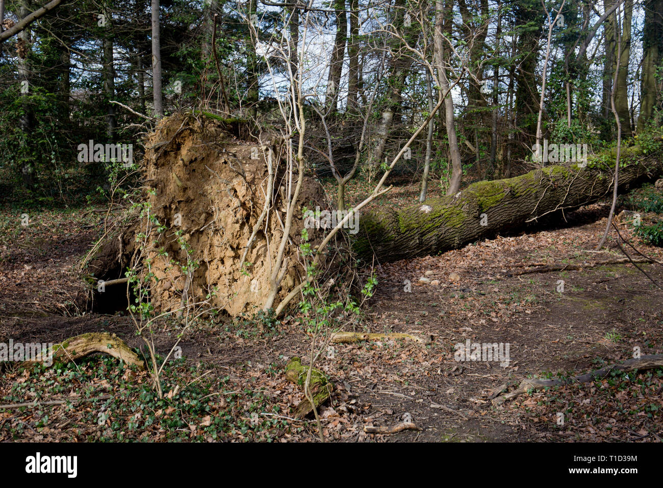 Storm damage in woodland, Edinburgh, Scotland Stock Photo - Alamy