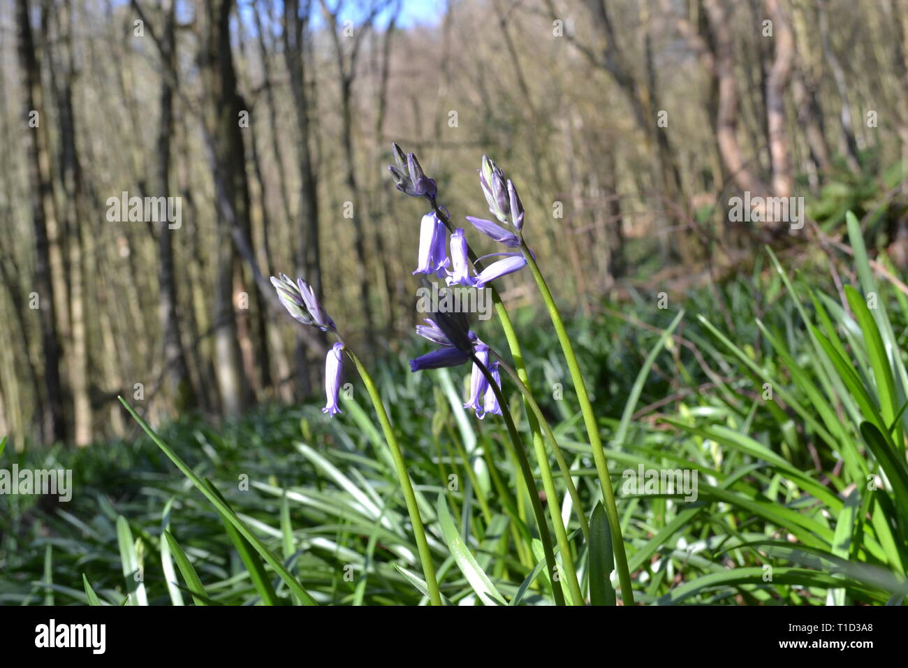 Bluebell hill kent hi-res stock photography and images - Alamy