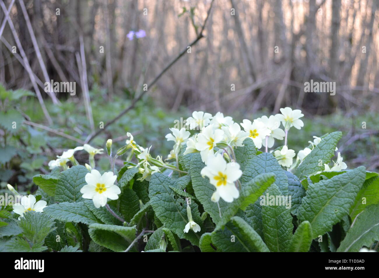 Primrose ridge hi-res stock photography and images - Alamy