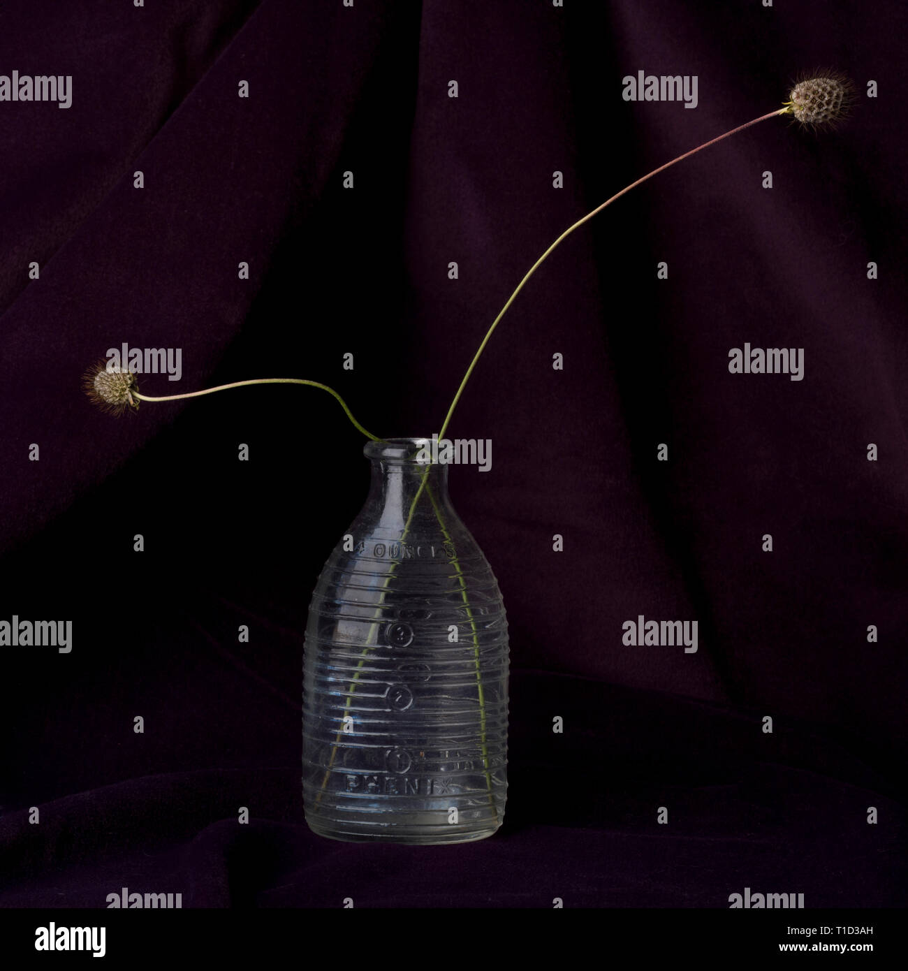 Black seed pods hi-res stock photography and images - Alamy