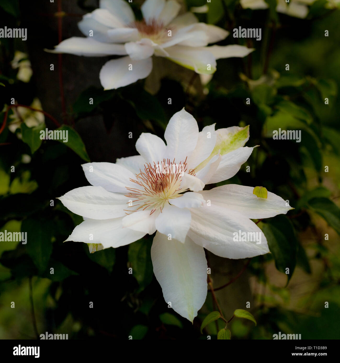 White clematis flowers hi-res stock photography and images - Alamy