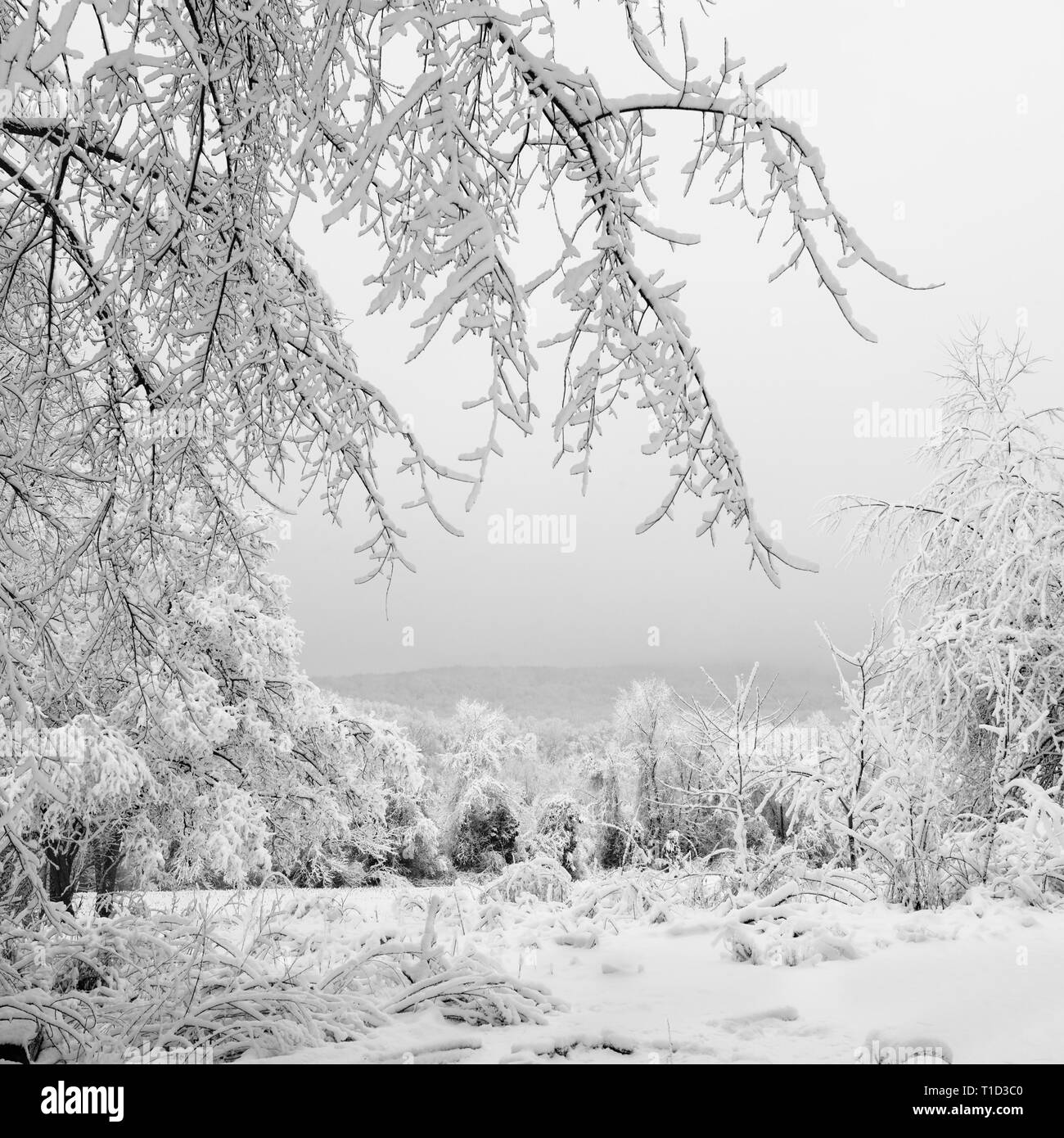 Snow-Covered Tree Branches and Field in Winter Stock Photo - Alamy