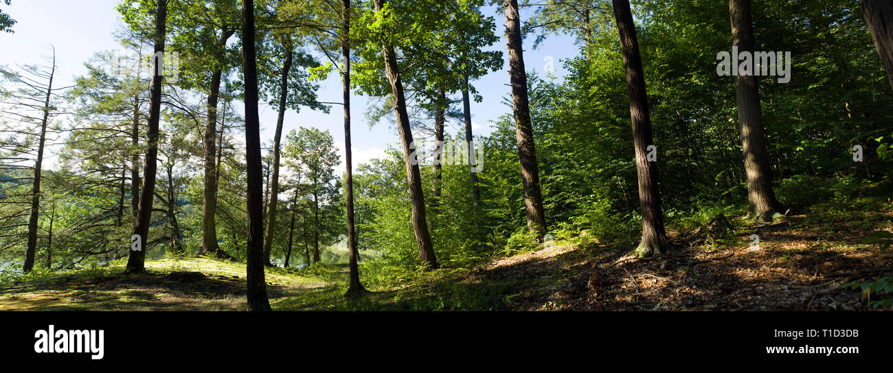 Glen of Tall Trees in Summer Stock Photo - Alamy