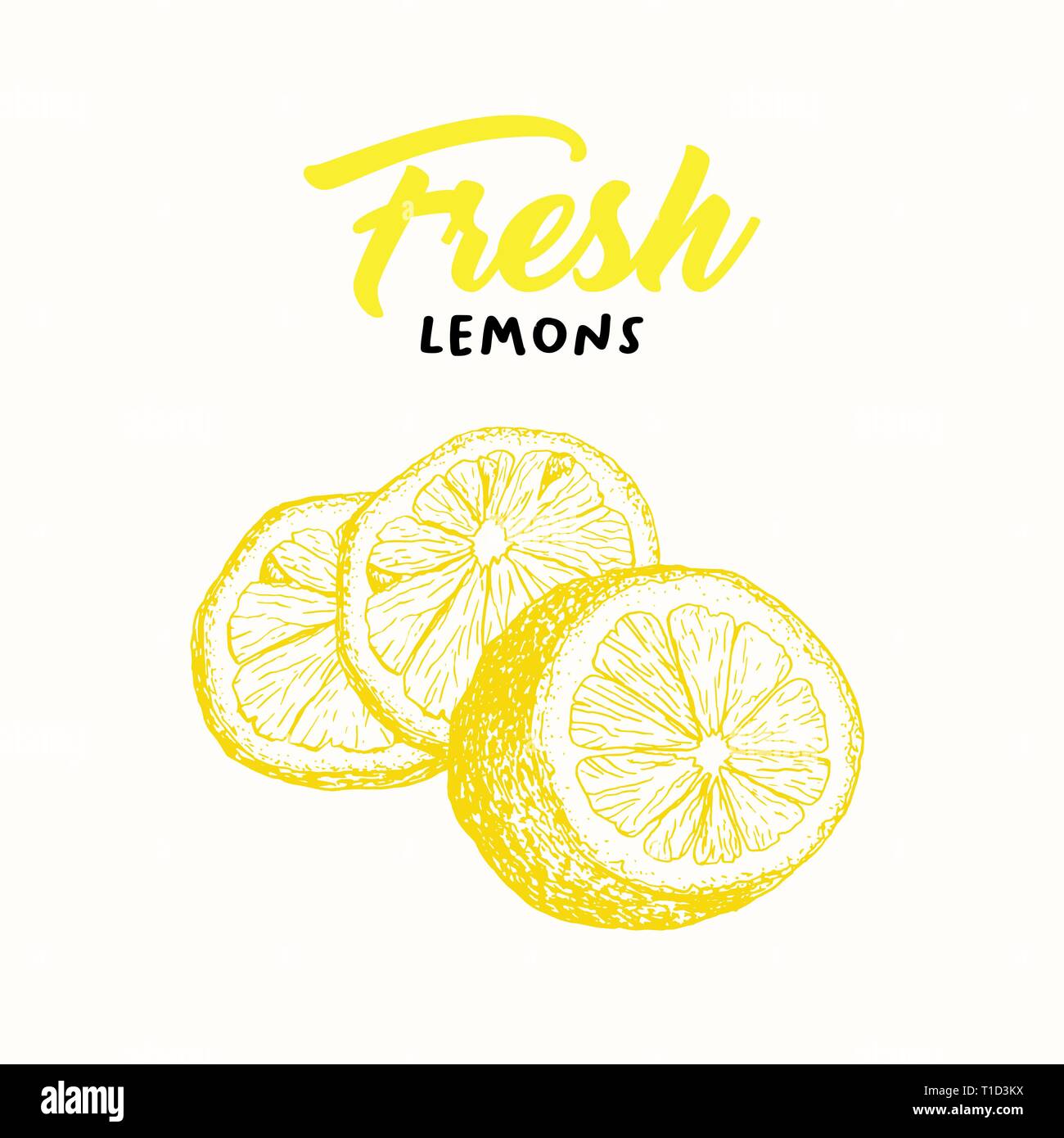 Fresh lemon vector illustration. Sketch fruit clipart. Handwritten ...