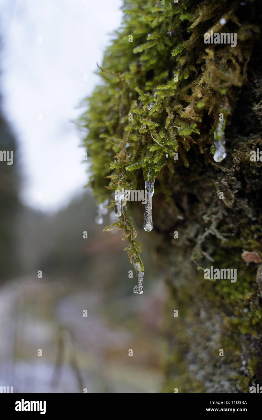 Icicle forming hi-res stock photography and images - Alamy