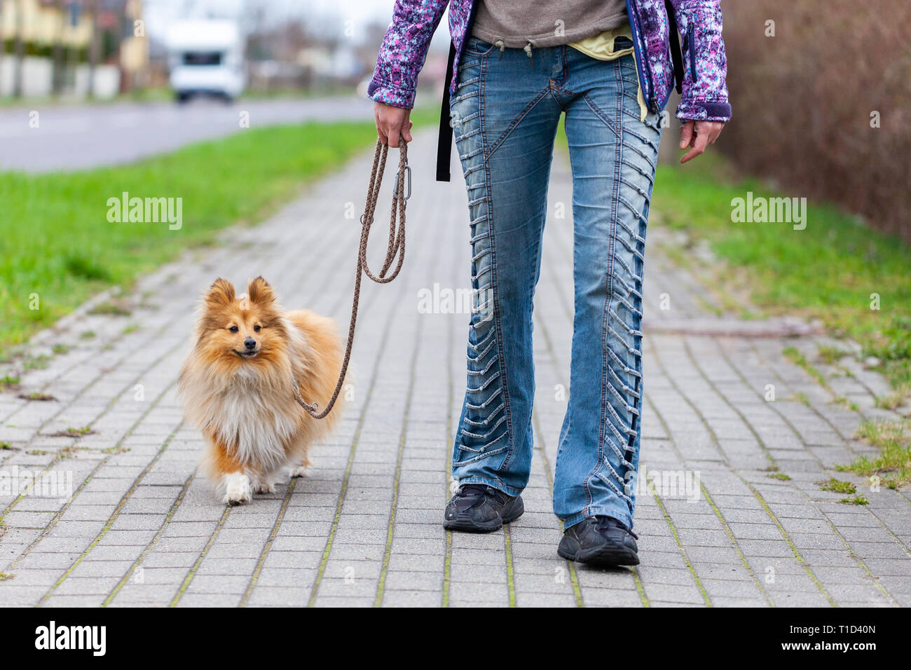 Woman with a dogs on a leash hi-res stock photography and images - Alamy