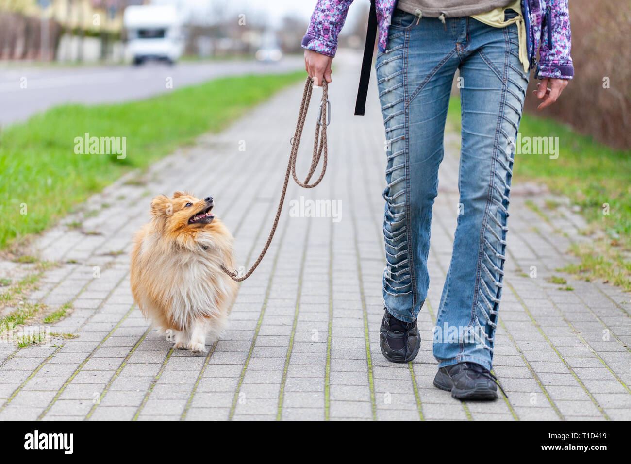 A woman leads her dog on a leash Stock Photo - Alamy
