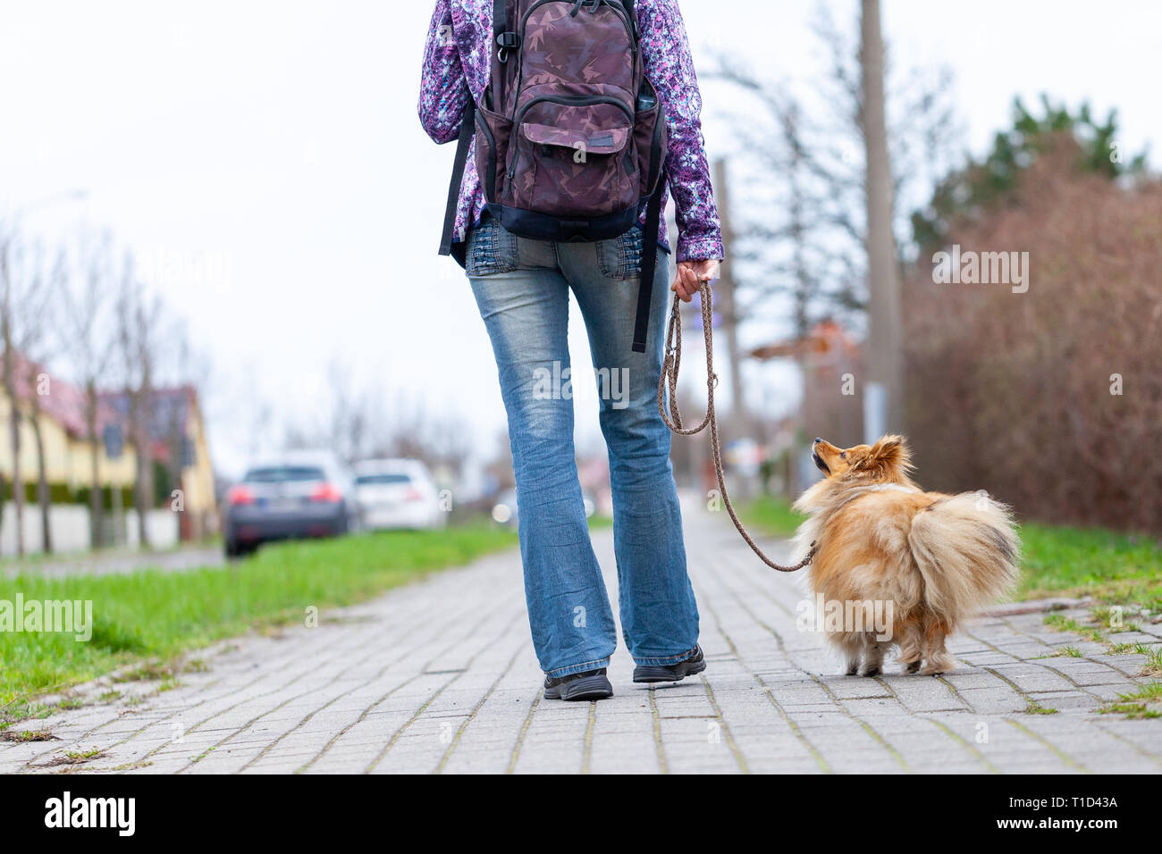 A woman leads her dog on a leash Stock Photo - Alamy