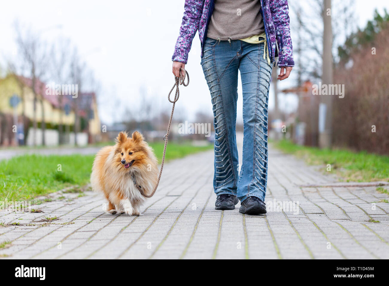 A woman leads her dog on a leash Stock Photo - Alamy