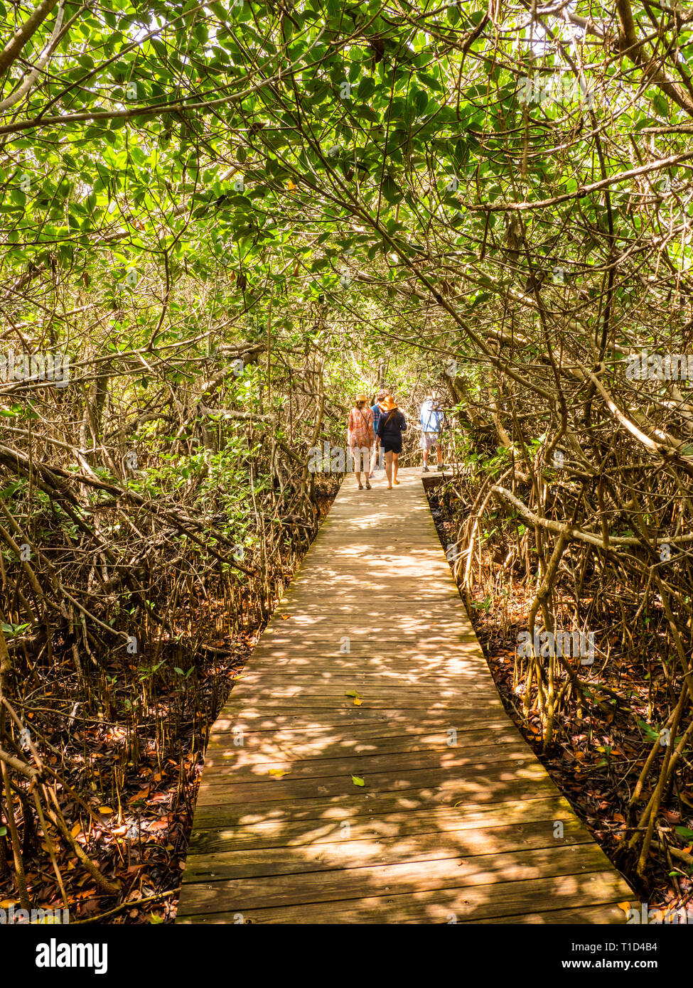 Tourists on Walkway threw, Mangrove Forest, Leon Levy Native Plant ...