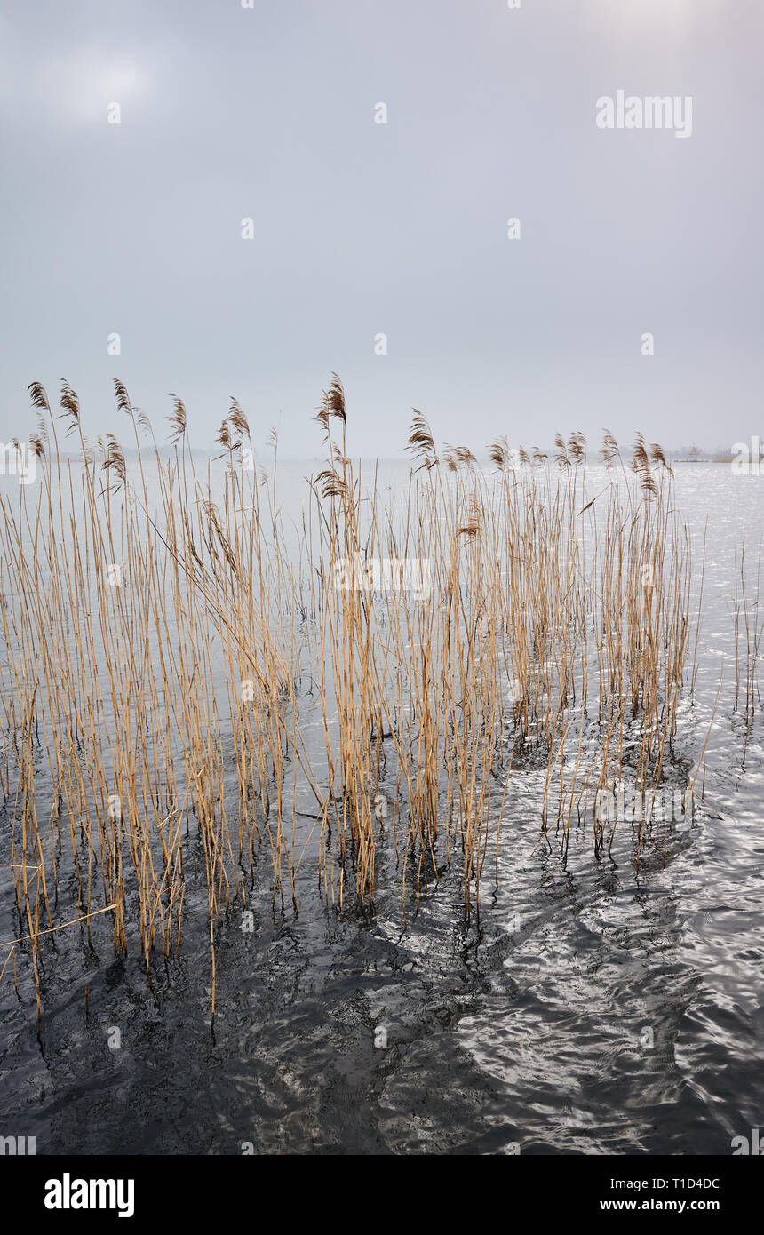 Picture of reed in water with sun reflection, color toned picture Stock ...