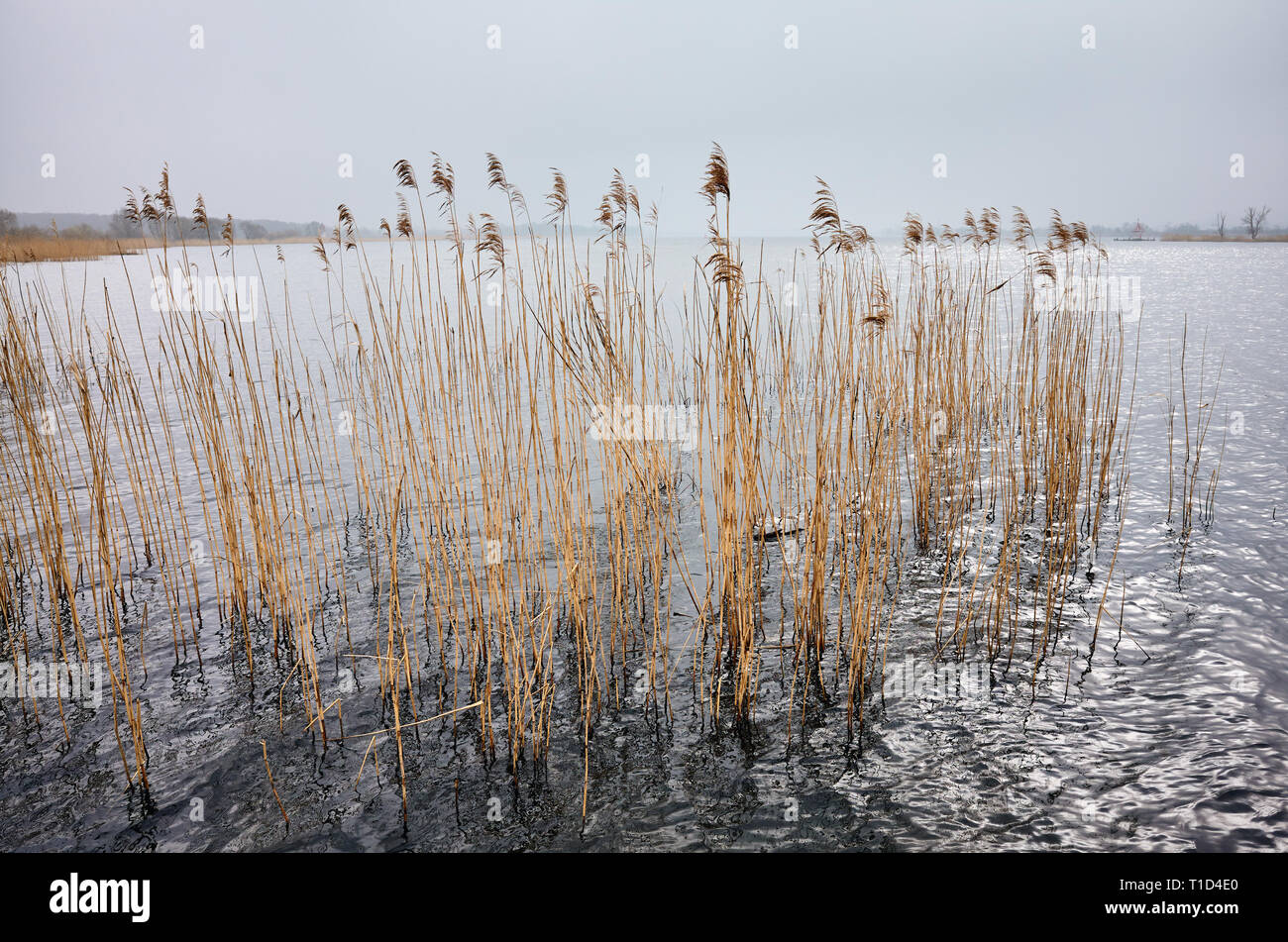 Picture of reed in water with sun reflection, color toned picture Stock ...