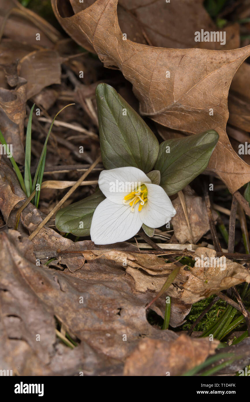 Snow Trillium High Resolution Stock Photography and Images - Alamy