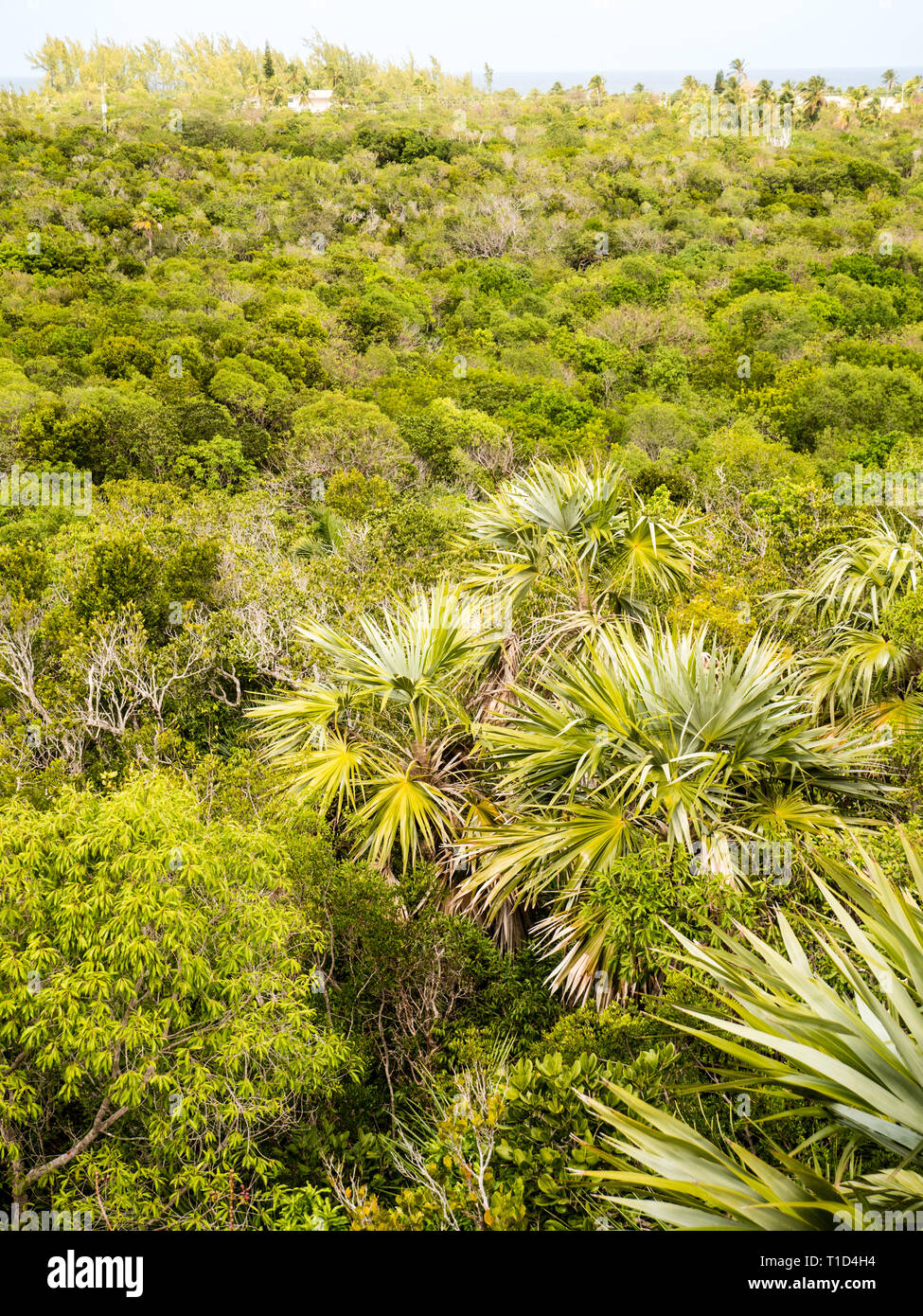 Aerial View of Leon Levy Native Plant Preserve, Governors Harbour ...