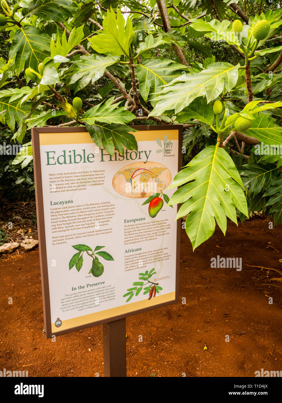 Edible Plants In Africa