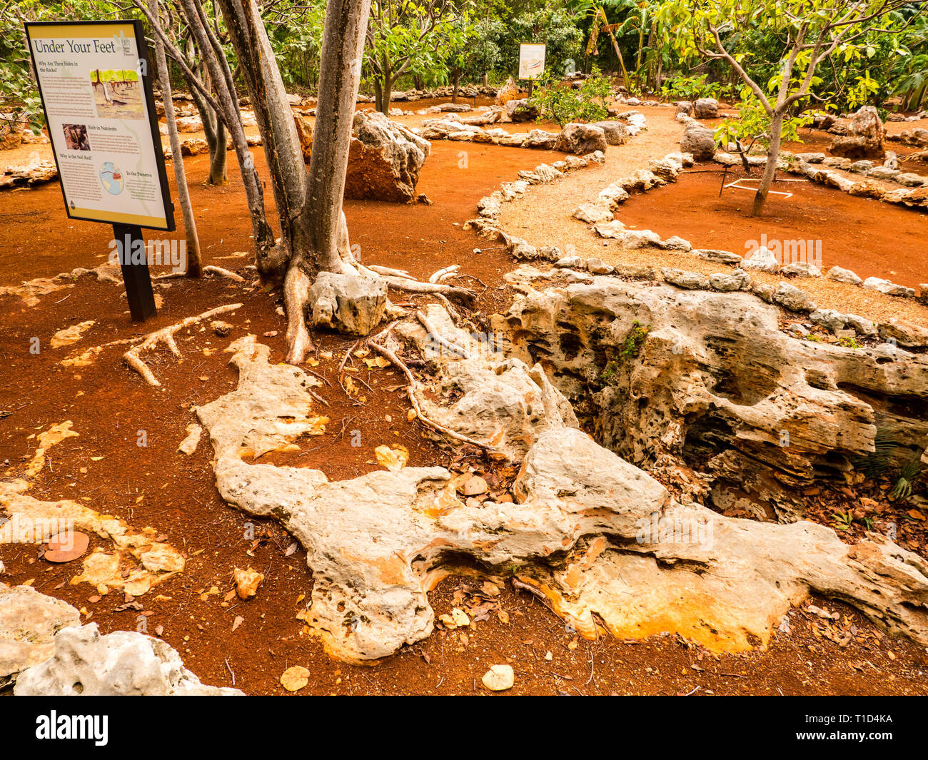 Caves in Leon Levy Native Plant Preserve, Governors Harbour, Eleuthera ...