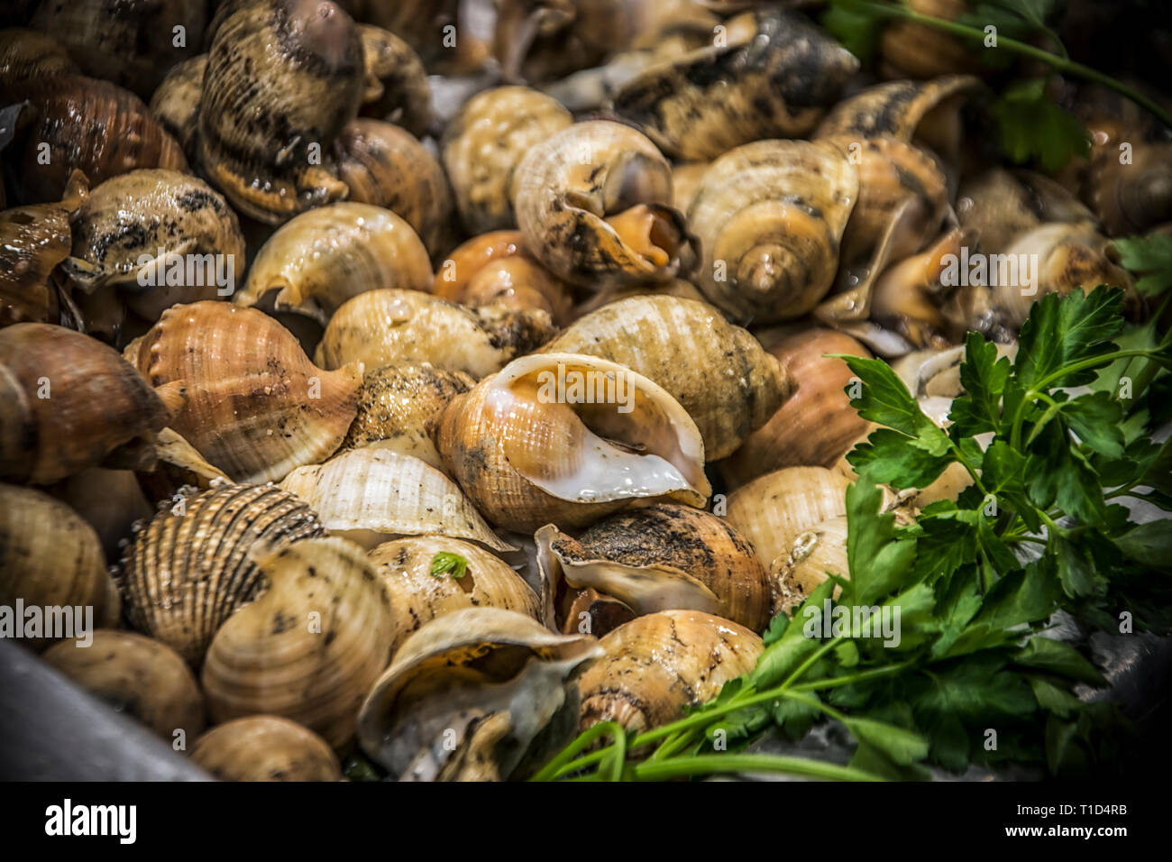 Snails sea food hi-res stock photography and images - Alamy