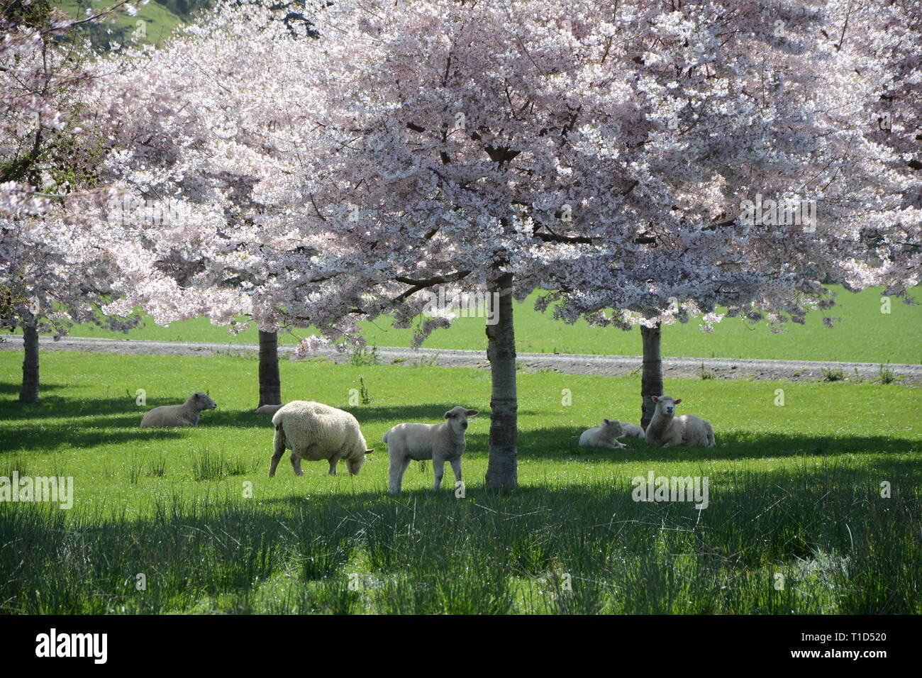 Green grass and sheep hi-res stock photography and images - Alamy