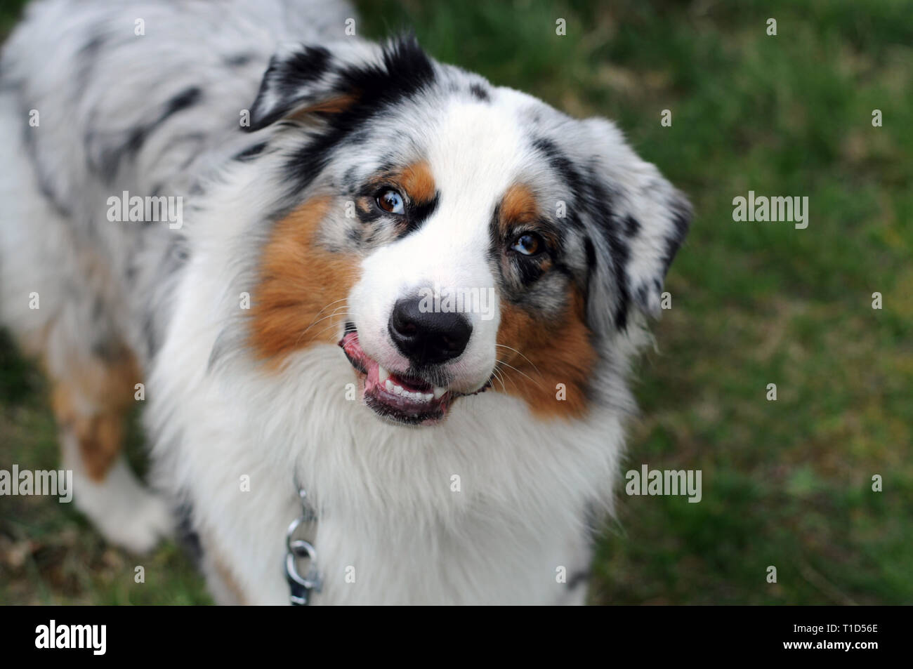 Blue merle dog hi-res stock photography and images - Alamy