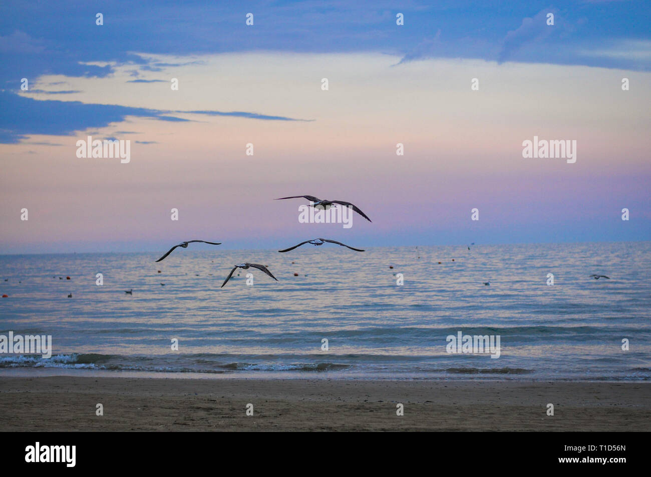 Birds towards sun hi-res stock photography and images - Alamy