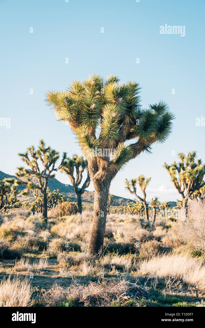 Joshua trees in the desert, in Joshua Tree National Park, California ...