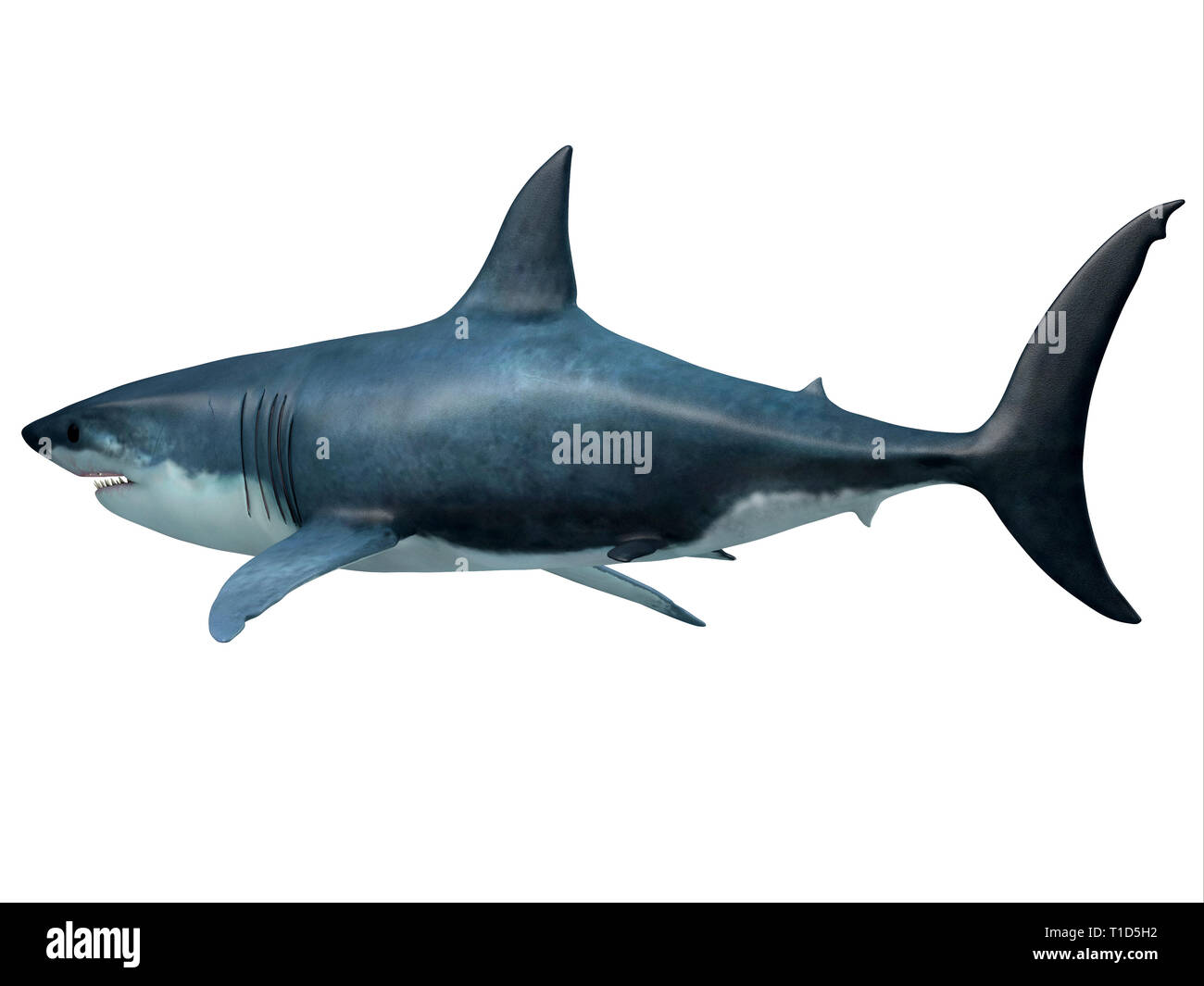 Tiburon Megalodon