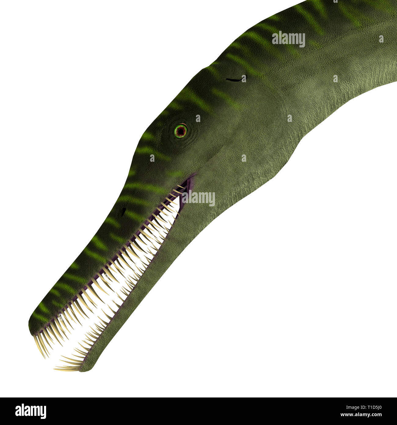 Mesosaurus Marine Reptile - Mesosaurus was a carnivorous marine reptile ...