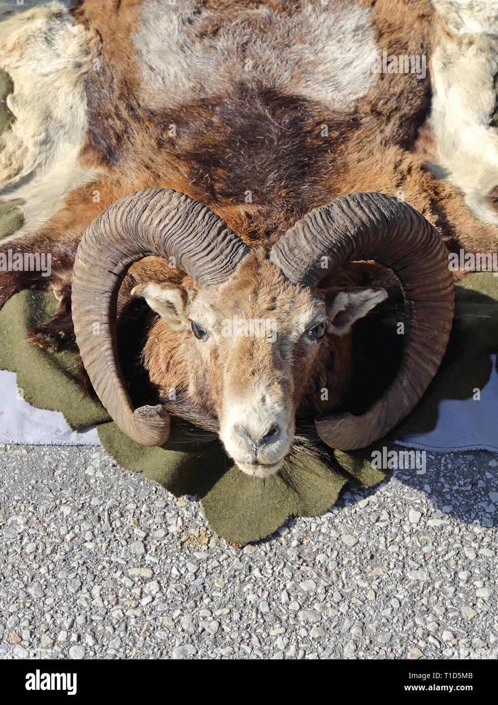 Ram Mountain Sheep Head Hunting Trophy Stock Photo - Alamy