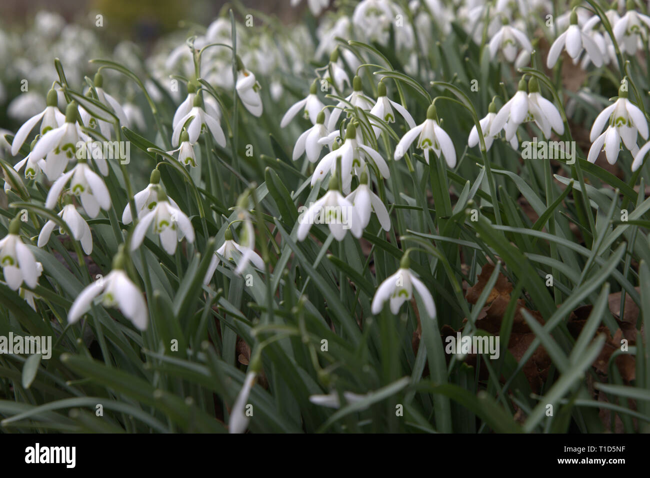 Spring earth hi-res stock photography and images - Alamy