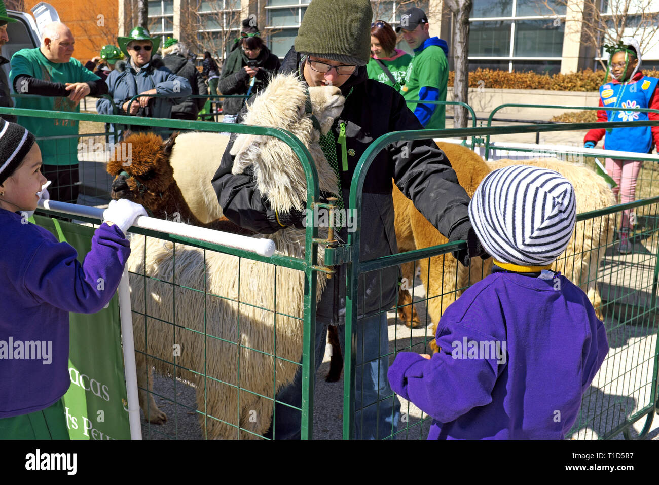 Alpacas on display hi-res stock photography and images - Alamy