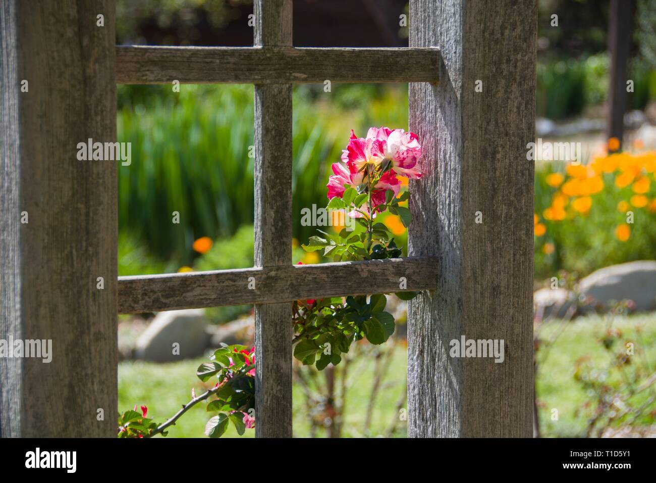 Roses arbor garden trellis hi-res stock photography and images - Alamy