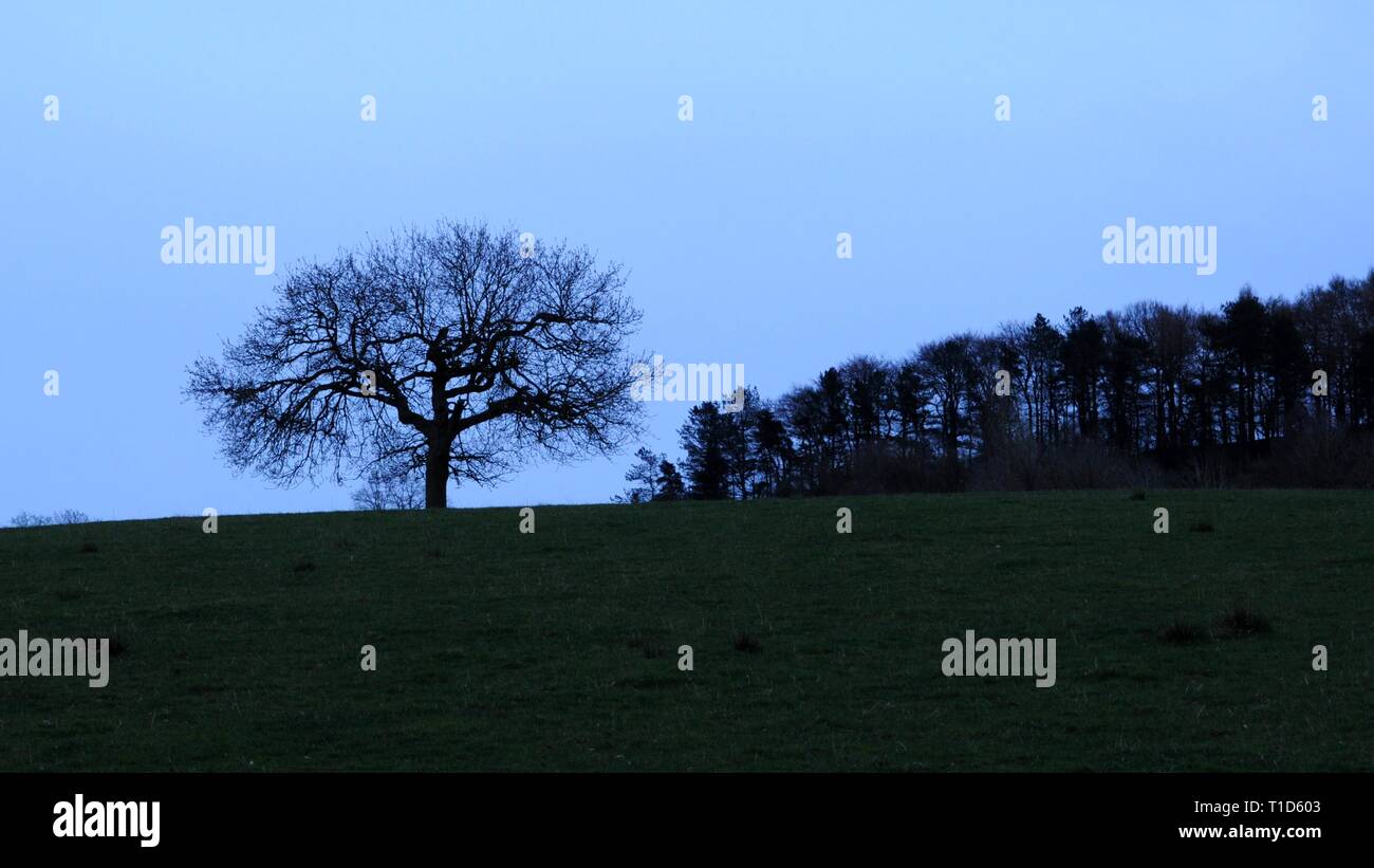 Hagley wood tree hi-res stock photography and images - Alamy