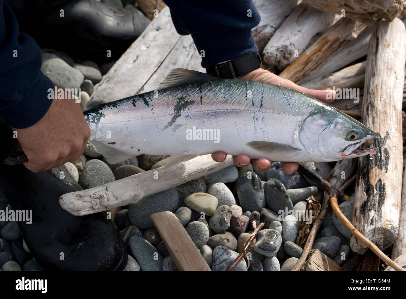 Pink salmon fishing in the Puget Sound region of western Washington ...