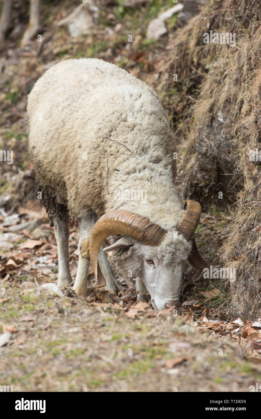 Grazers rather than browsers hi-res stock photography and images - Alamy