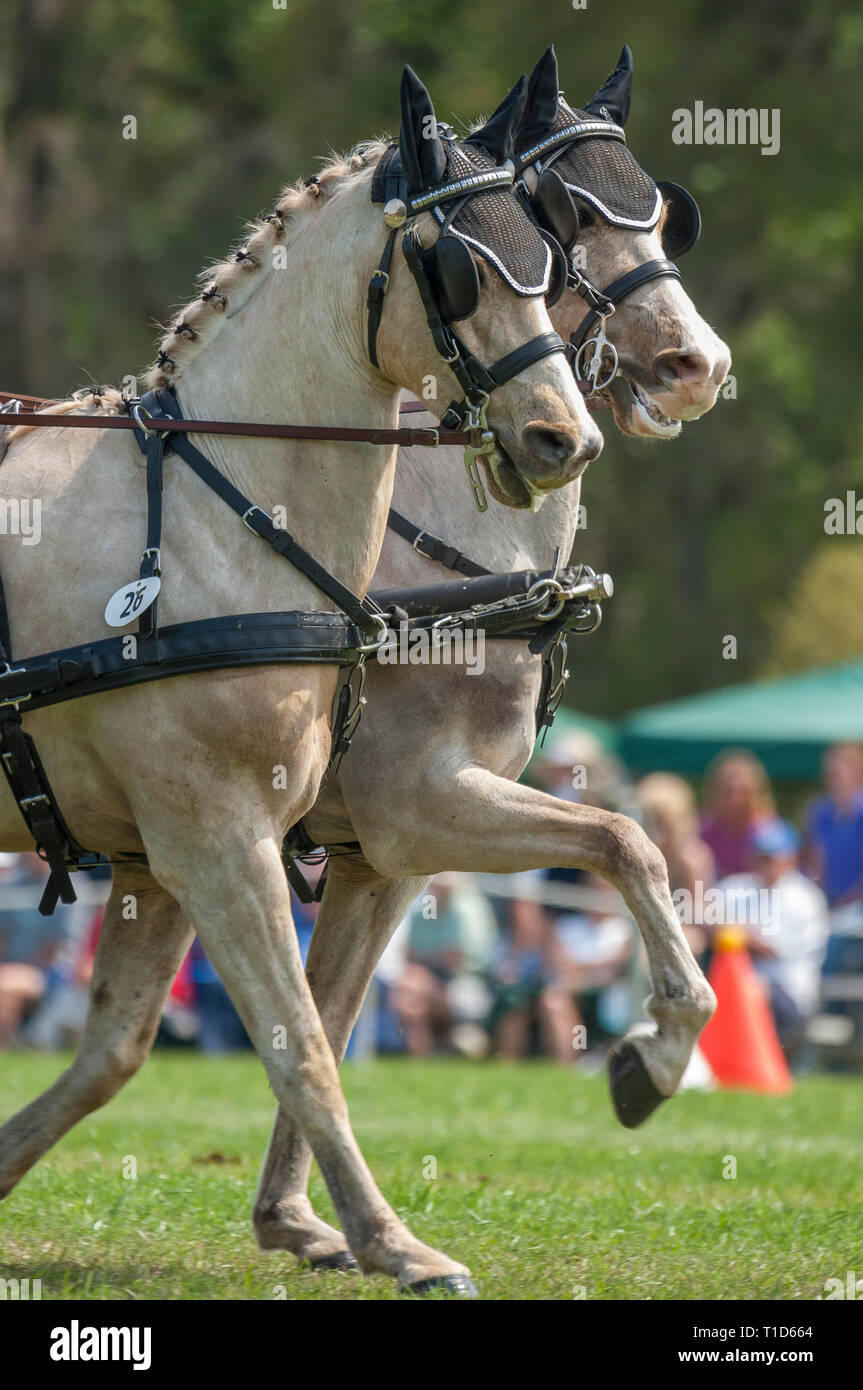 Horse pair driving hi-res stock photography and images - Alamy