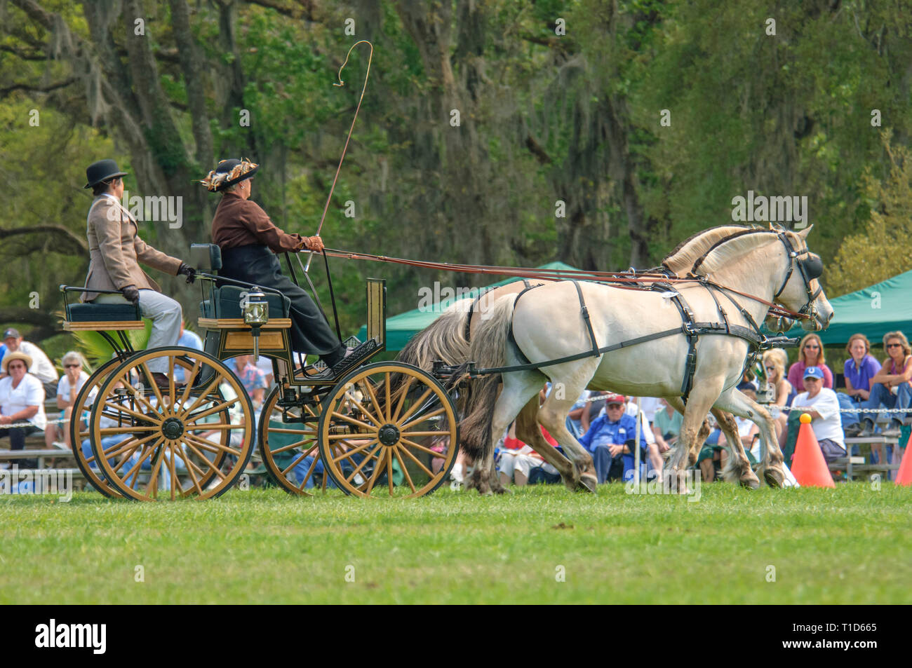 Combined driving competition, Norwegian Fjord team Stock Photo - Alamy