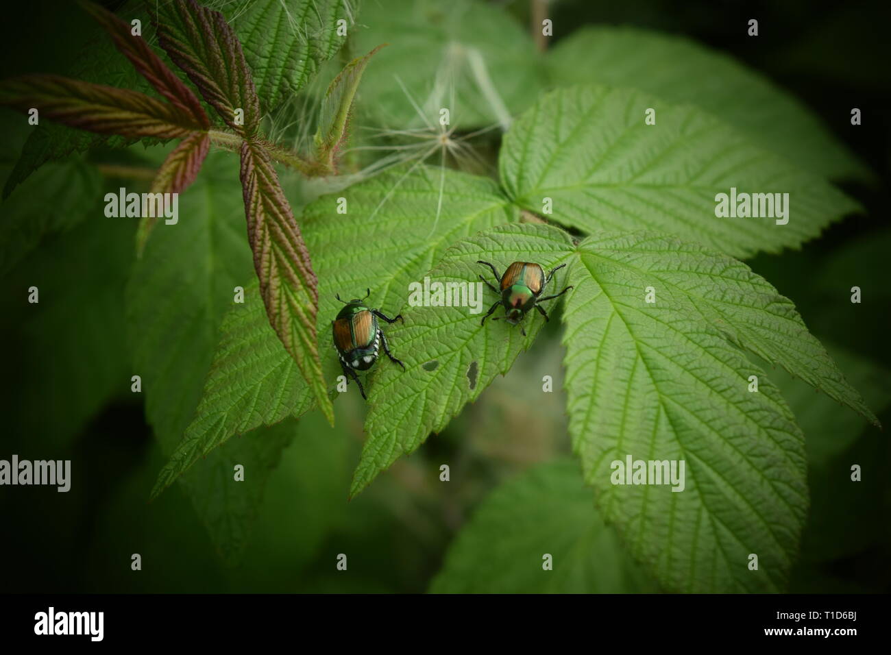 beetles crawling on the leaves Stock Photo - Alamy