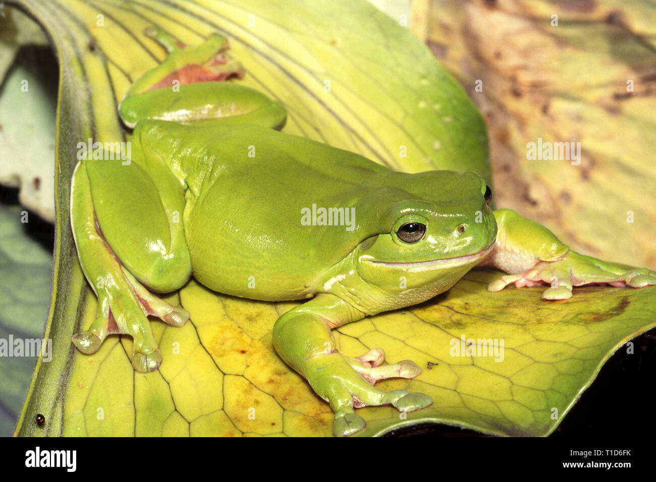 Green Tree Frog Stock Photo - Alamy