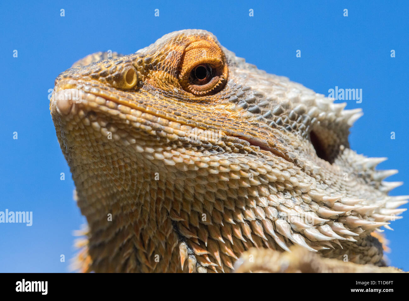 Central Bearded Dragon Stock Photo - Alamy