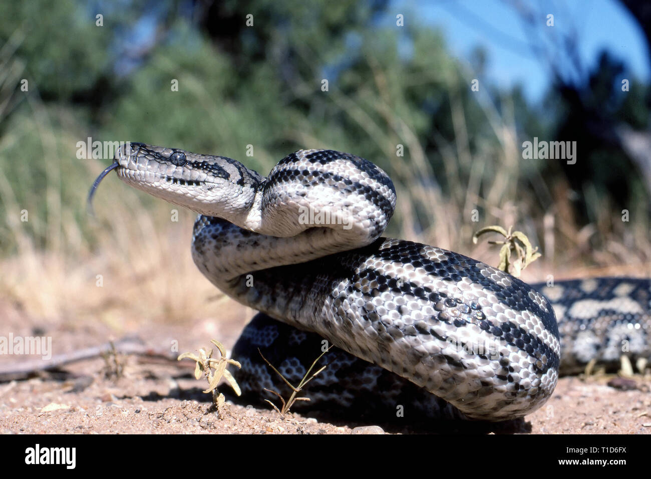 Morelia spilota metcalfei hi-res stock photography and images - Alamy