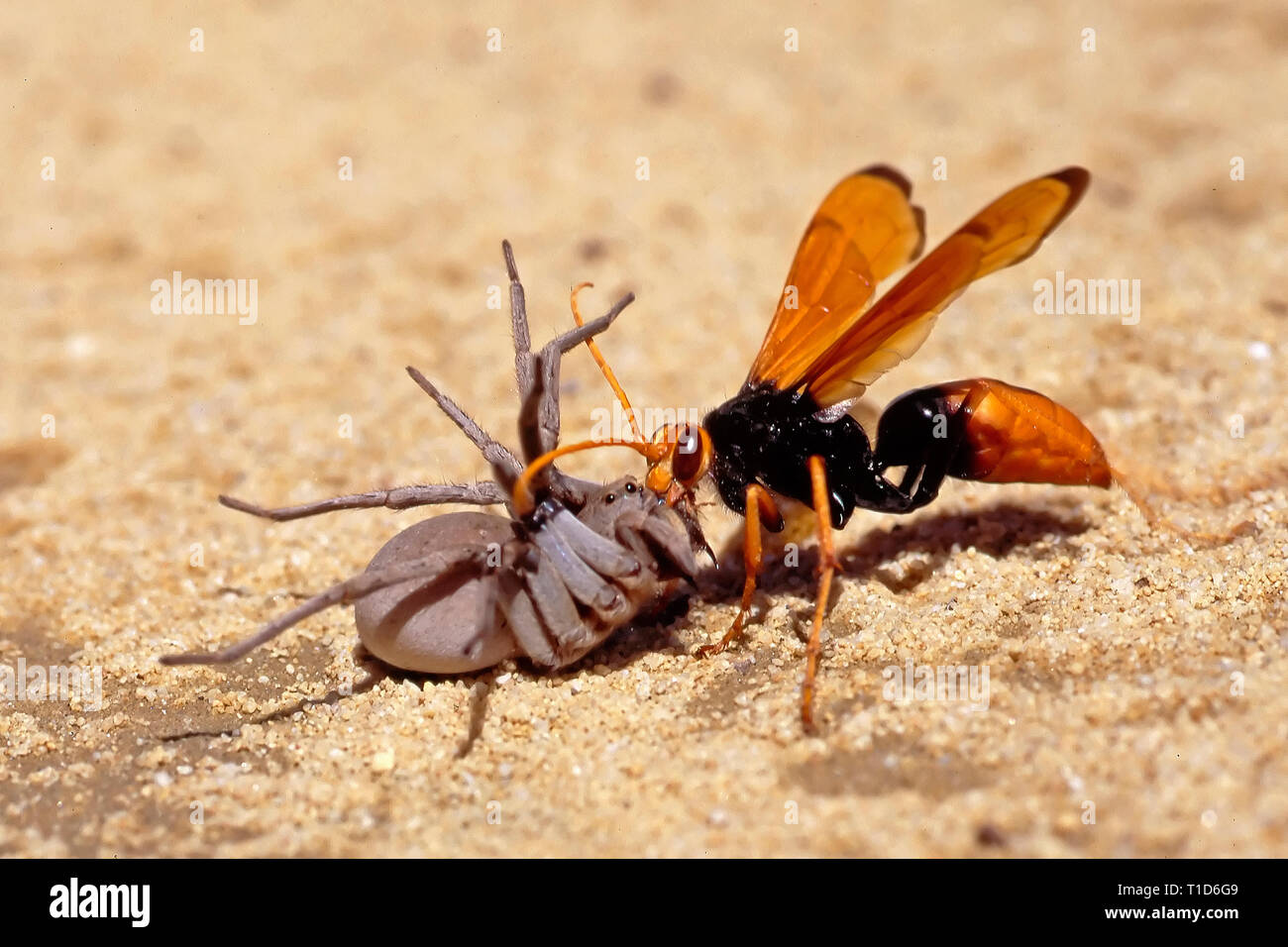 Spider hunting wasp hi-res stock photography and images - Alamy