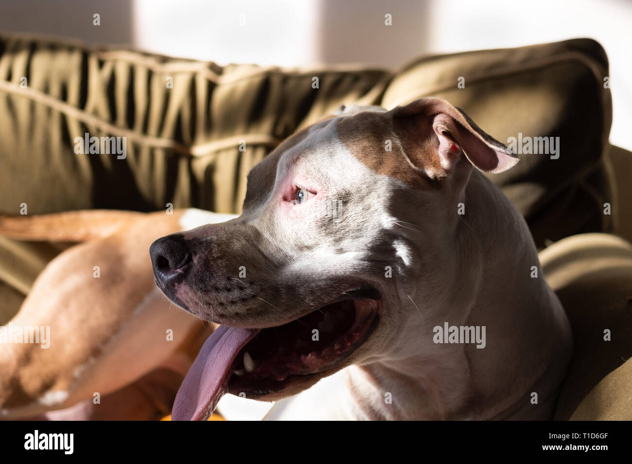 Staffordshire Bull Terrier Mix High Resolution Stock Photography and ...