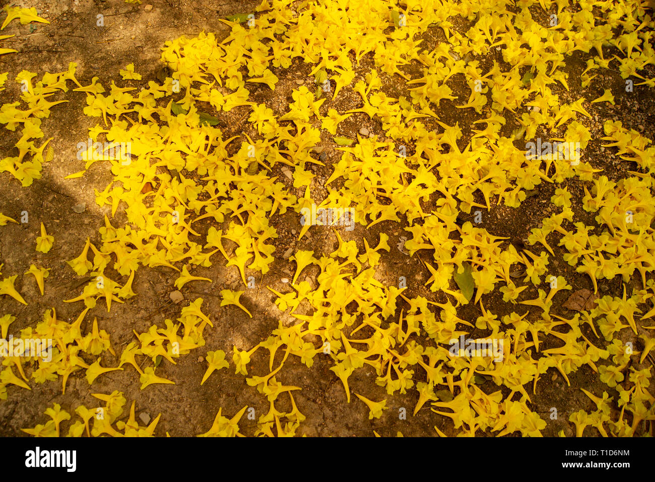 Beautiful tabebuia argentea flower hi-res stock photography and images ...