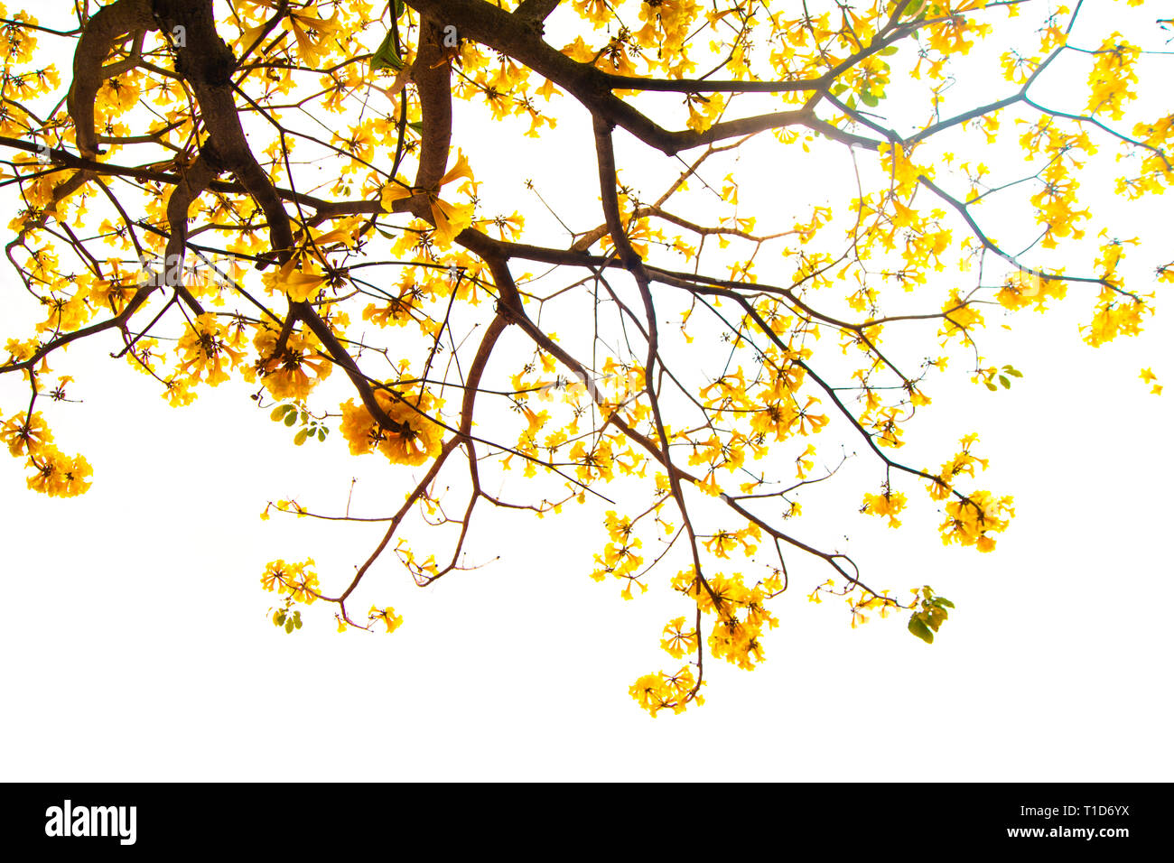 Beautiful tabebuia argentea flower hi-res stock photography and images ...