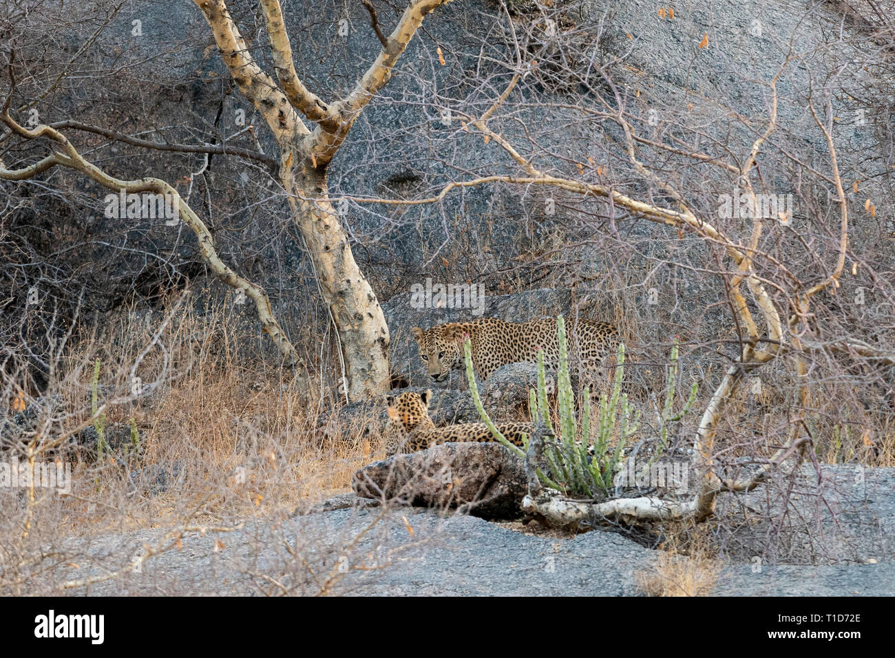 Leopard Mating Pair at Bera,Rajasthan,India Stock Photo - Alamy