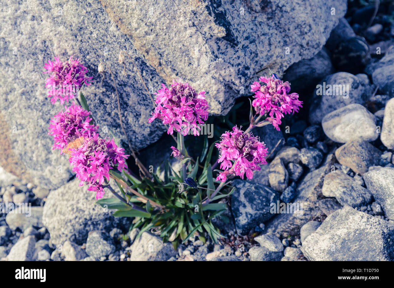 Arctic–alpine gilliflower under the stone Stock Photo - Alamy
