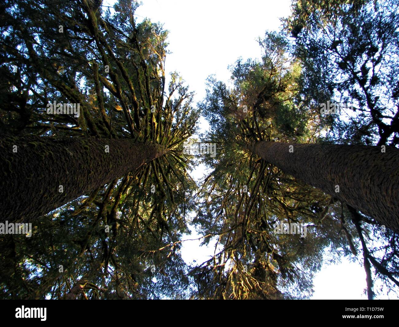 View of tall trees from below Stock Photo - Alamy