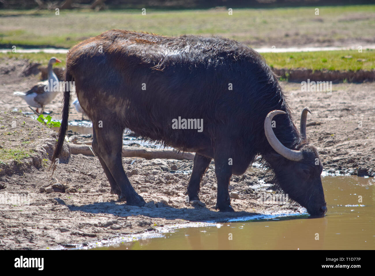 Bull in the mud drinking water Stock Photo - Alamy