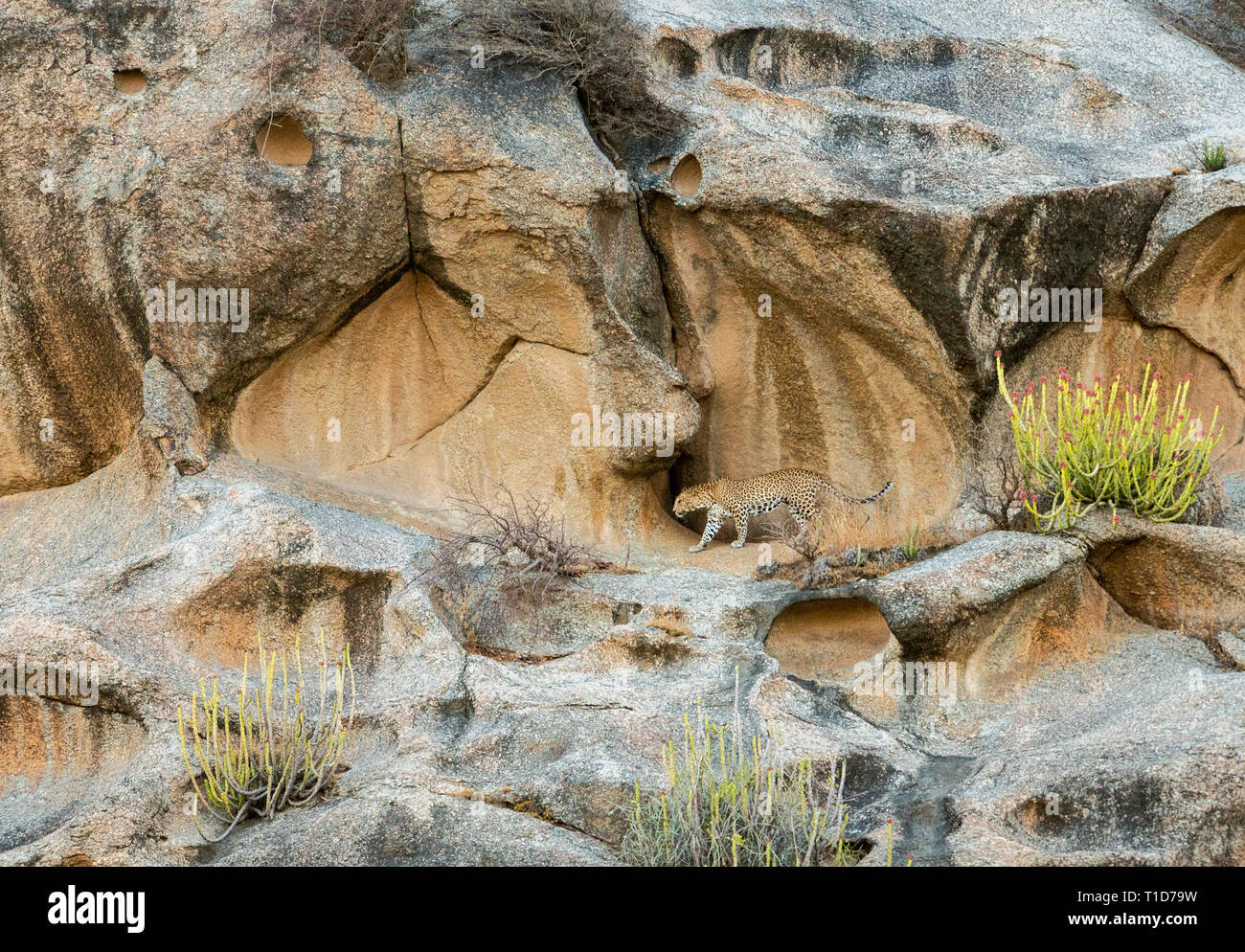 Rajasthan leopard rock hi-res stock photography and images - Alamy